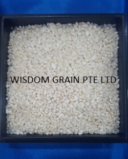 Myanmar Rice - Jainkoch Corporation